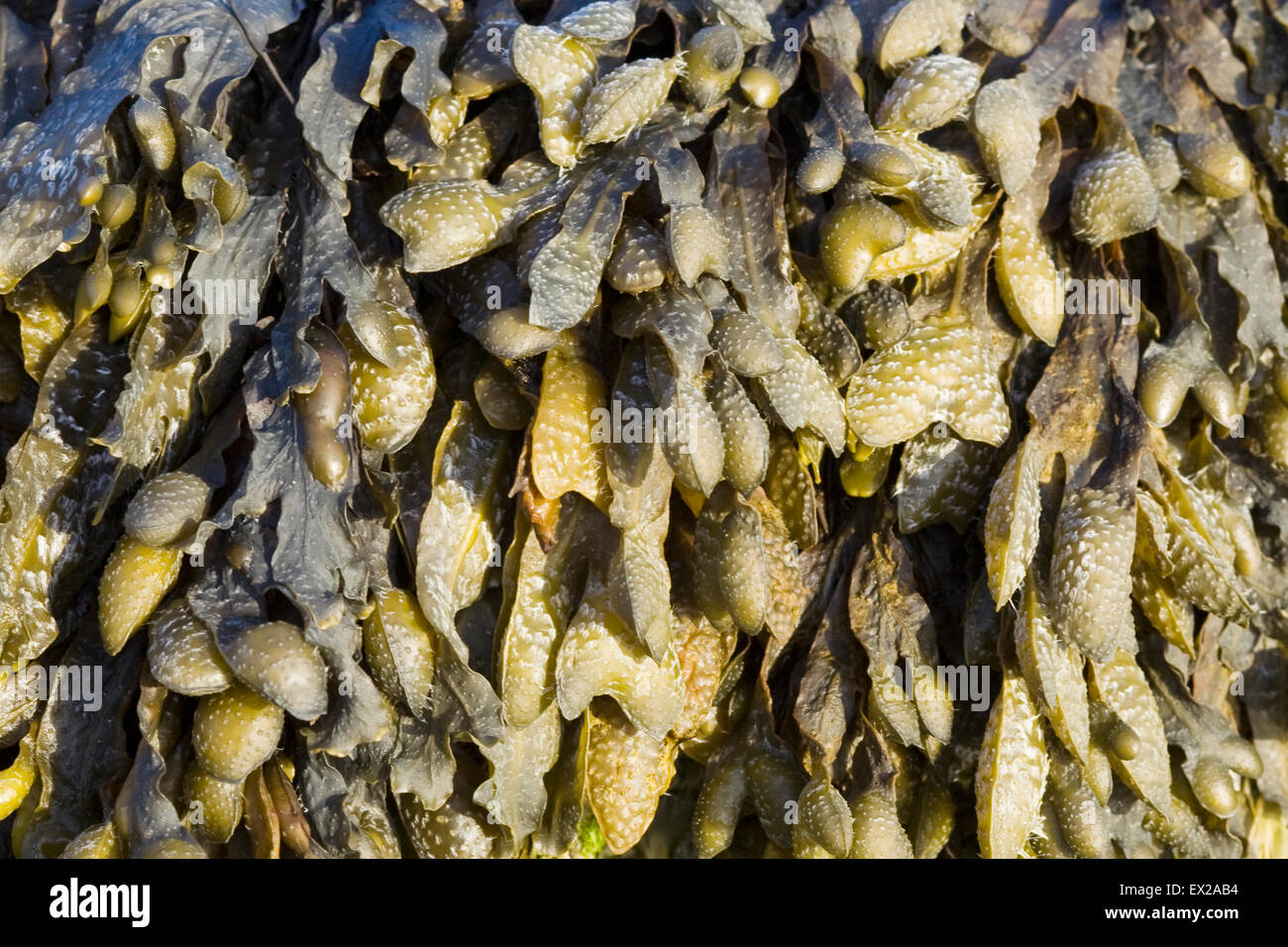 Bladder Wrack, Fucus vesiculosus, seaweed Stock Photo - Alamy
