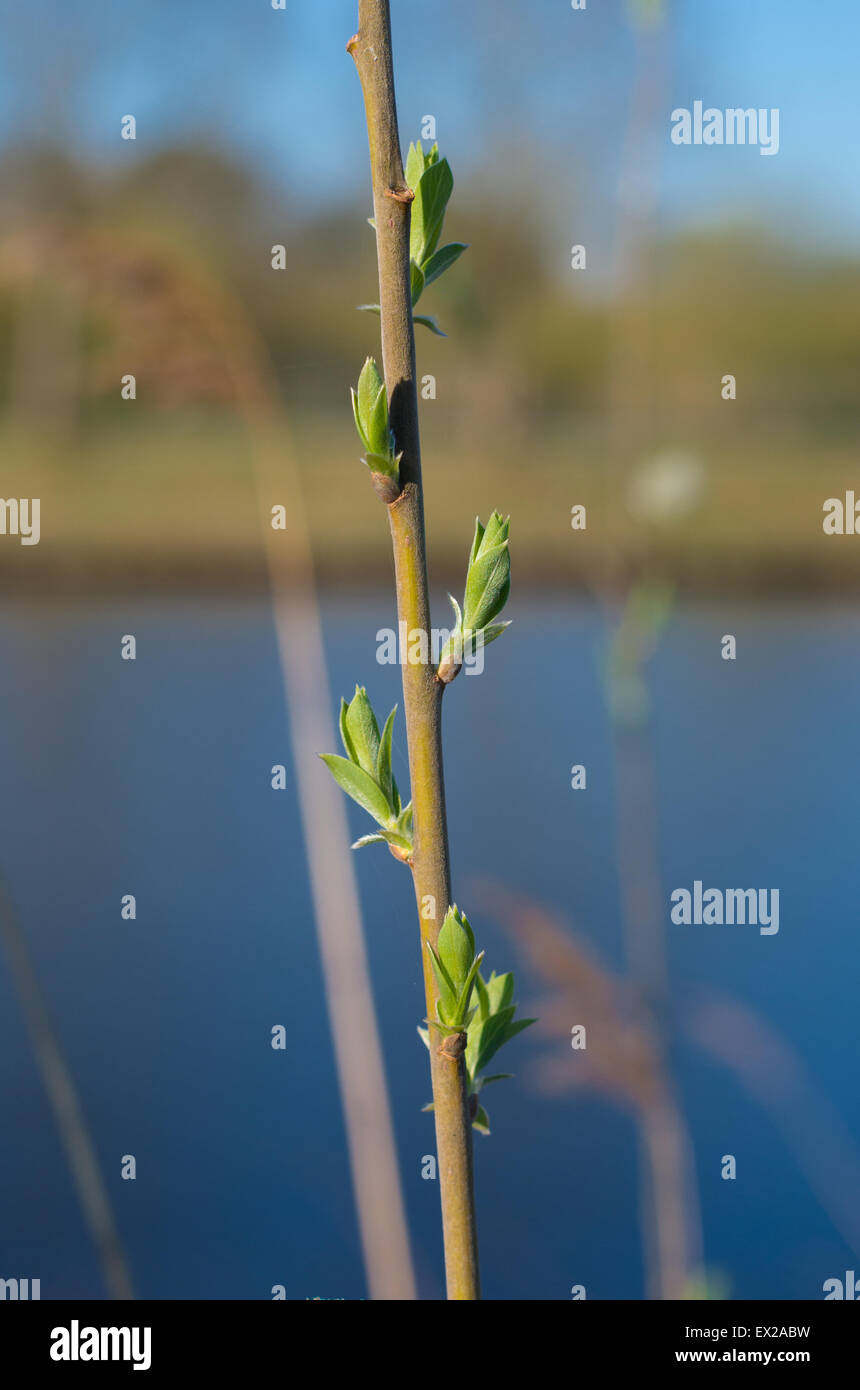 Goat willow tree hi-res stock photography and images - Alamy