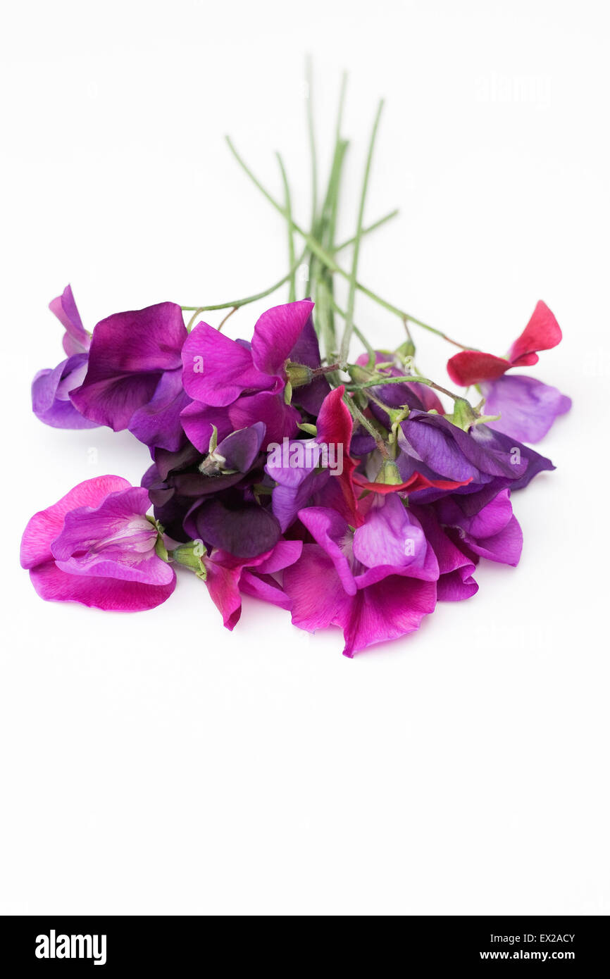Pink white sweet peas Cut Out Stock Images & Pictures - Alamy