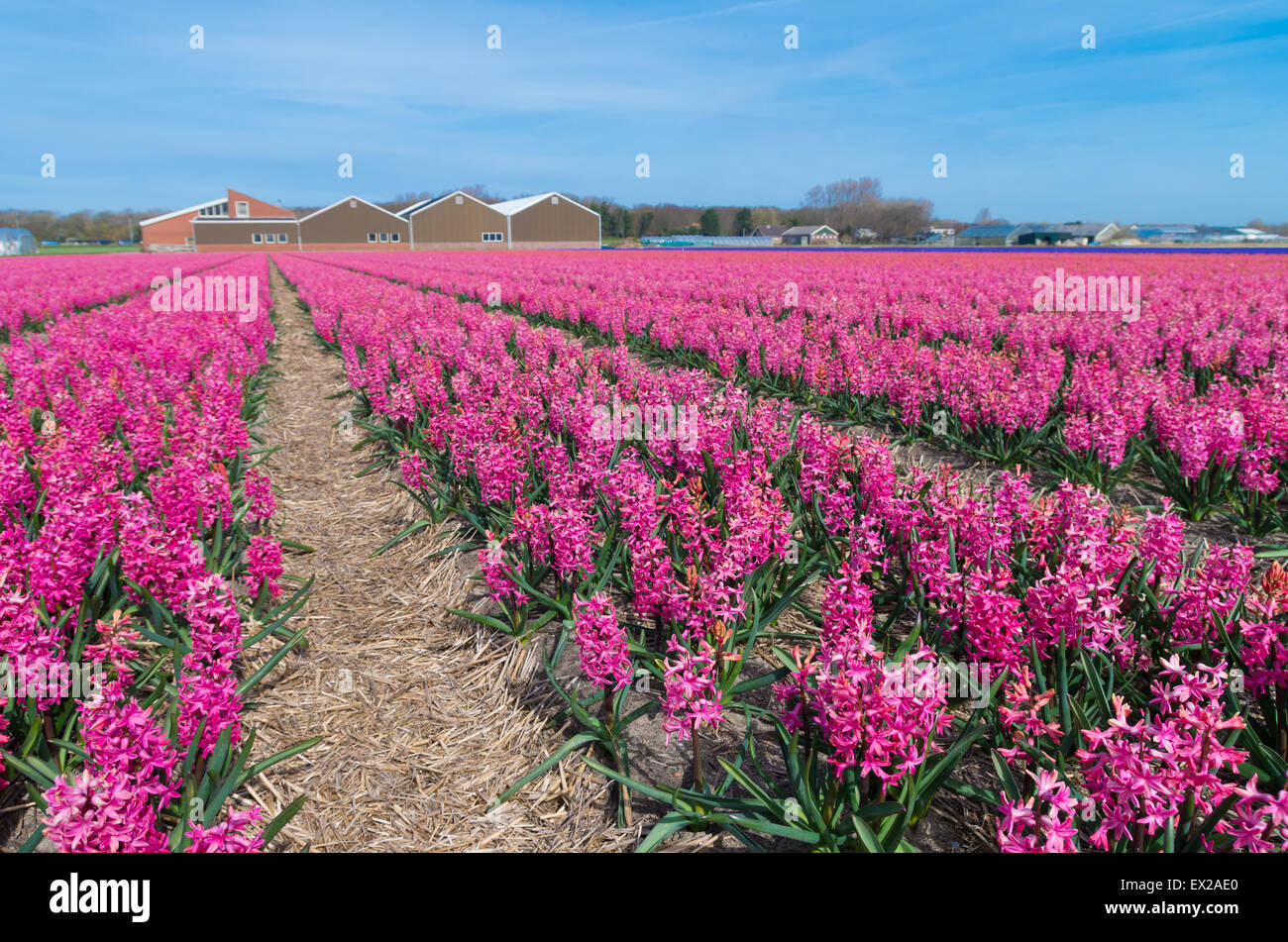 field with pink hyacinth flowers in the netherlands Stock Photo - Alamy