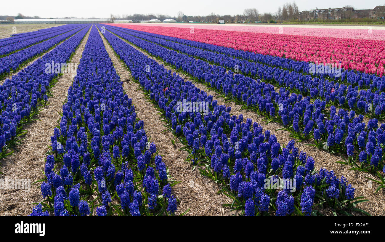 field with purple hyacinth flowers in the netherlands Stock Photo - Alamy