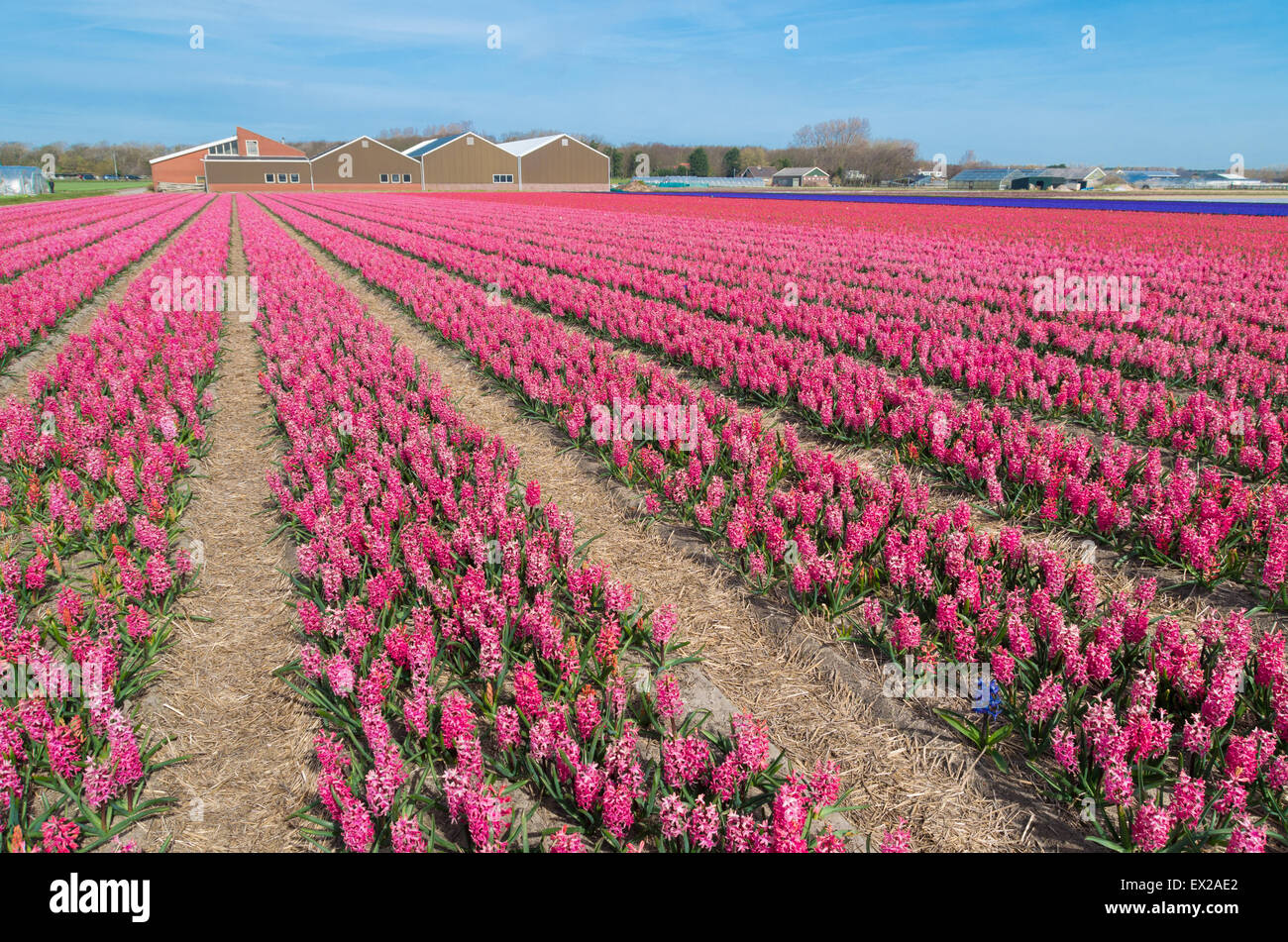 field with pink hyacinth flowers in the netherlands Stock Photo - Alamy