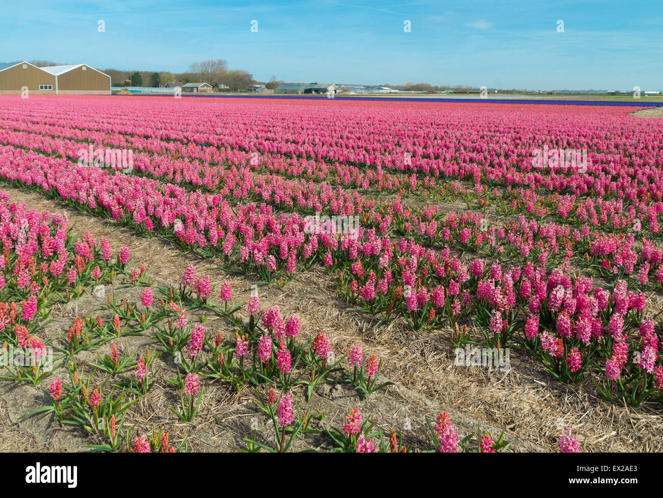 field with pink hyacinth flowers in the netherlands Stock Photo - Alamy