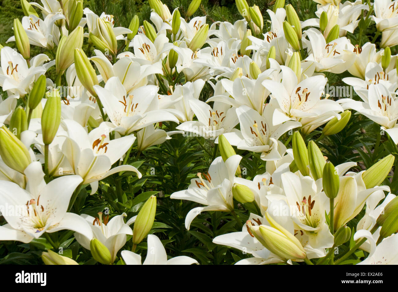 Many white lilies on shrub in garden Stock Photo - Alamy