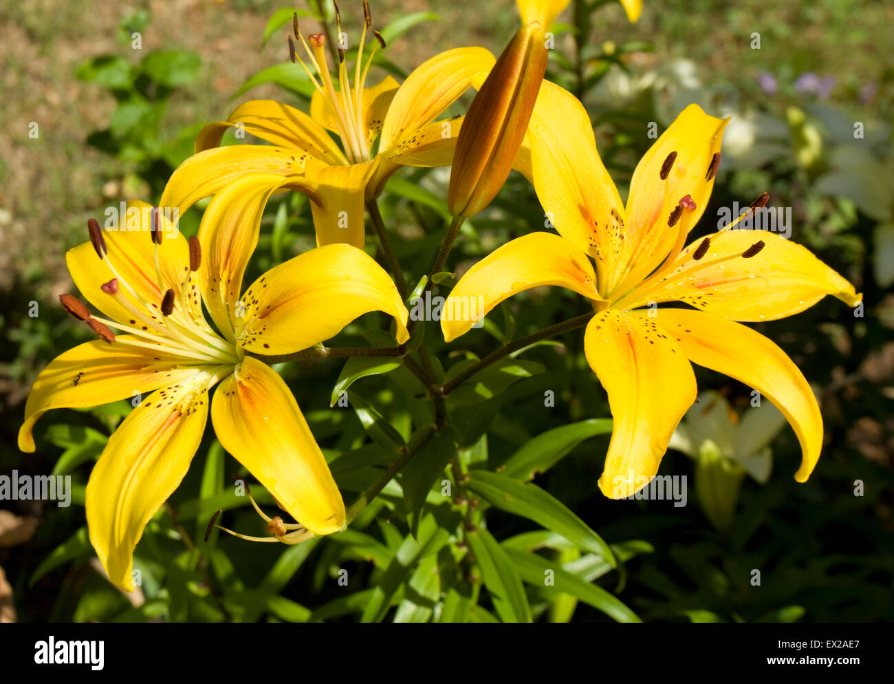 Three big yellow lilies in garden Stock Photo - Alamy