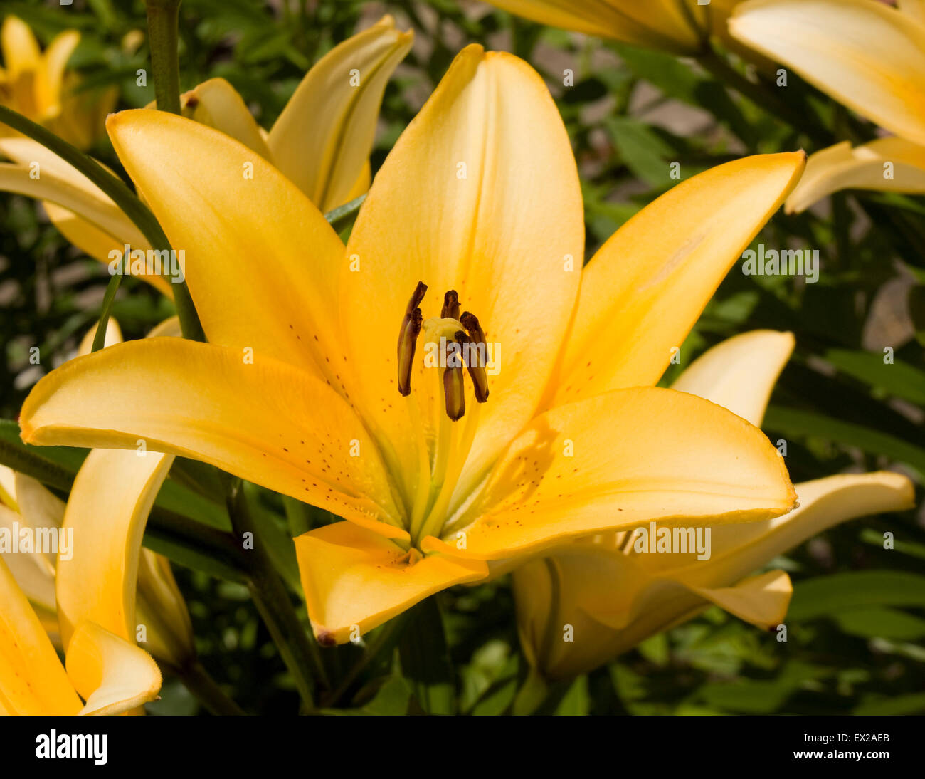 One big flower lily of orange colour in garden Stock Photo - Alamy