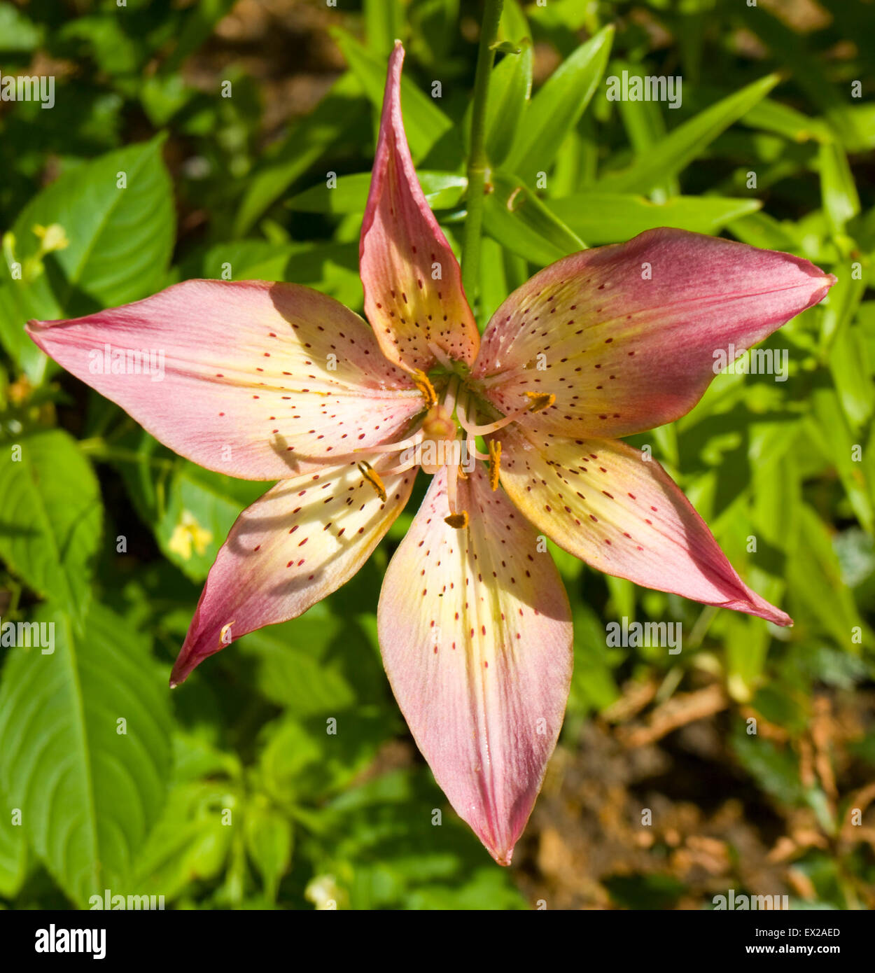 One big lily of pink colour in garden Stock Photo - Alamy