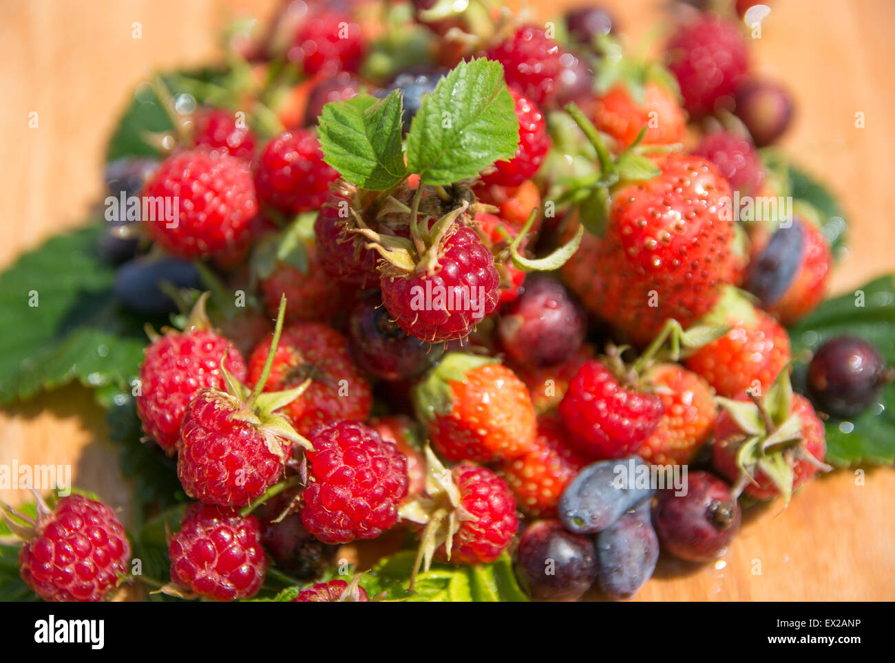 Berry collection hi-res stock photography and images - Alamy