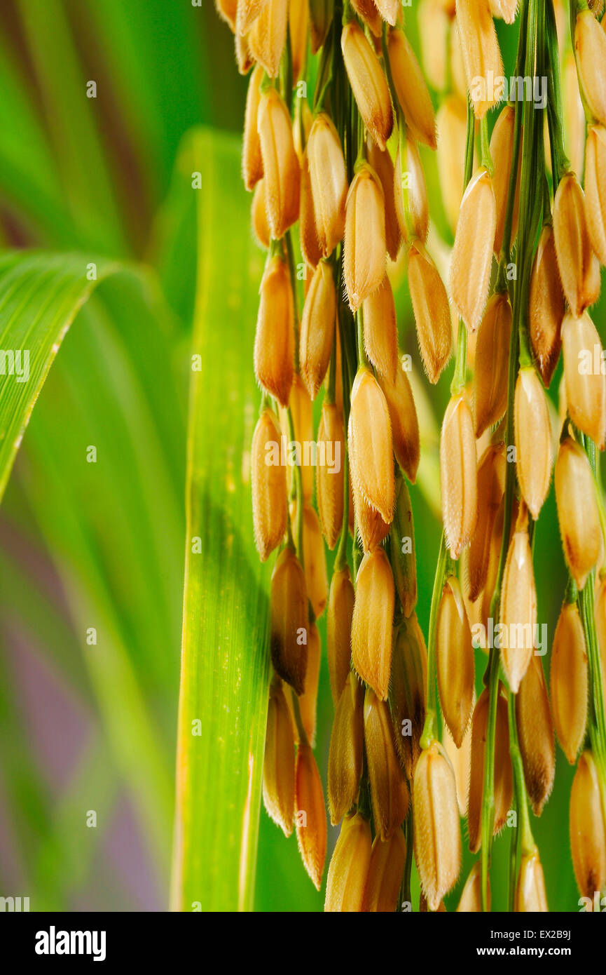 Paddy rice hi-res stock photography and images - Alamy