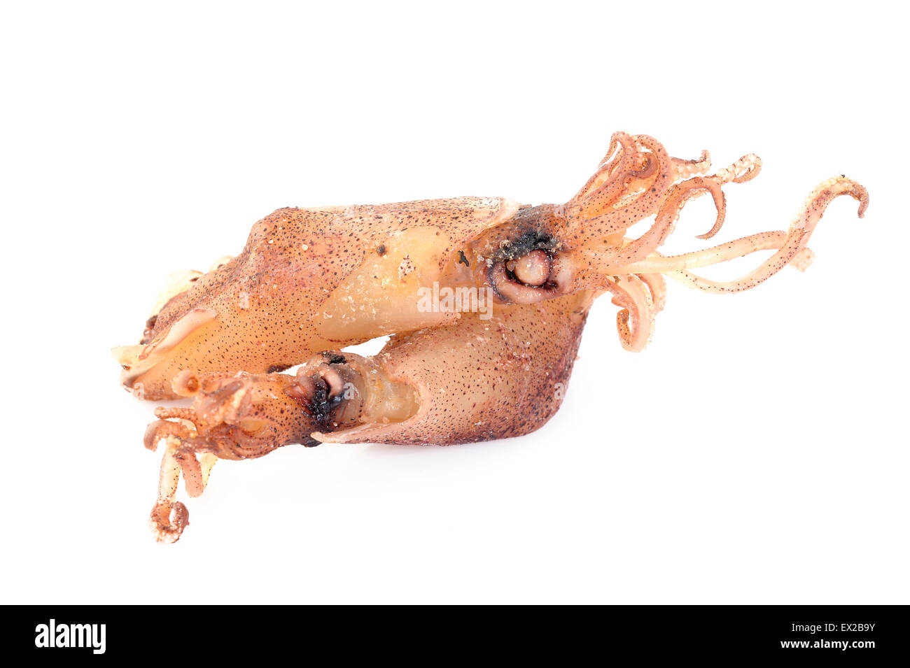 Beka squid on white background Stock Photo - Alamy