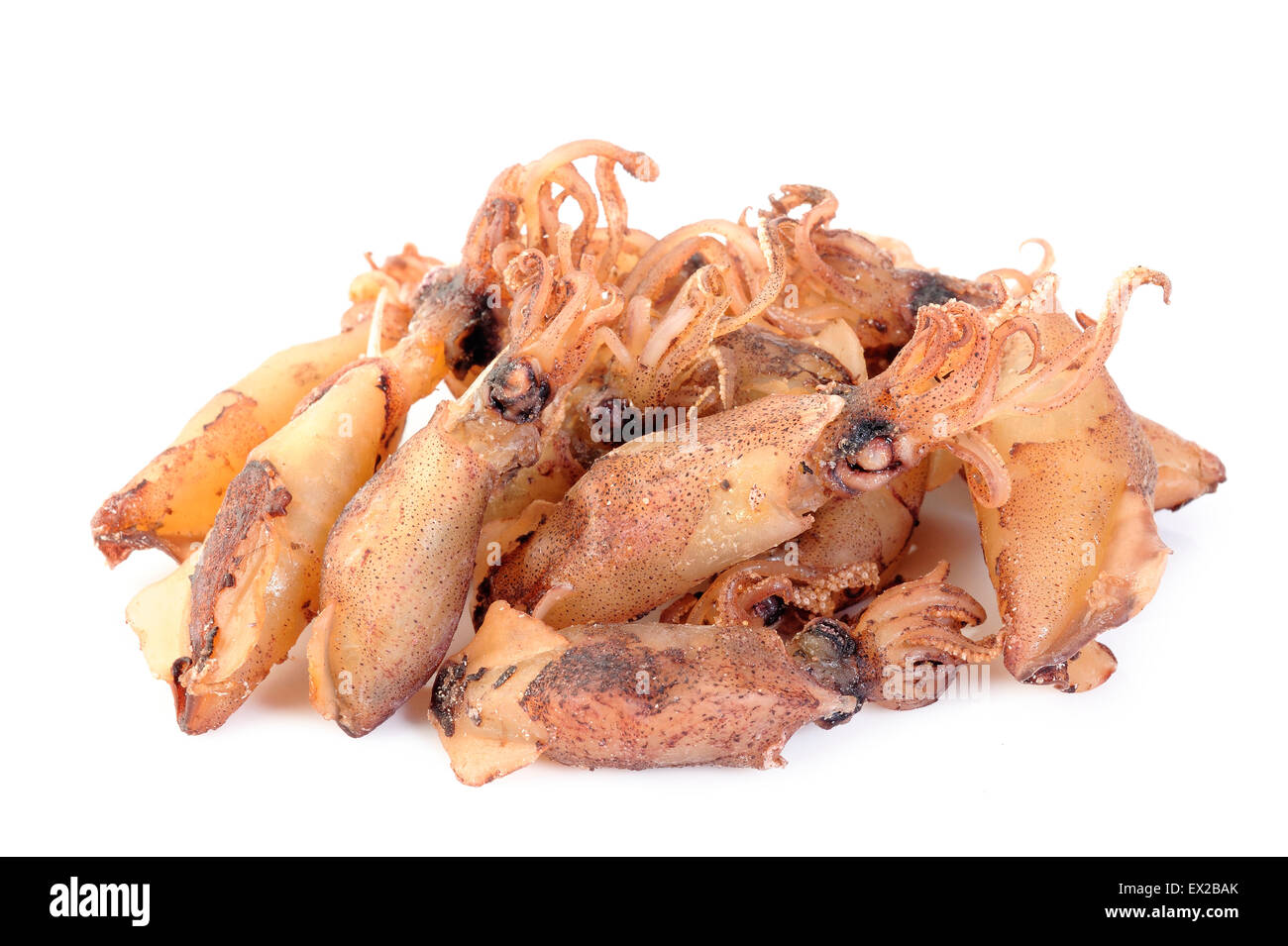 Beka squid on white background Stock Photo - Alamy
