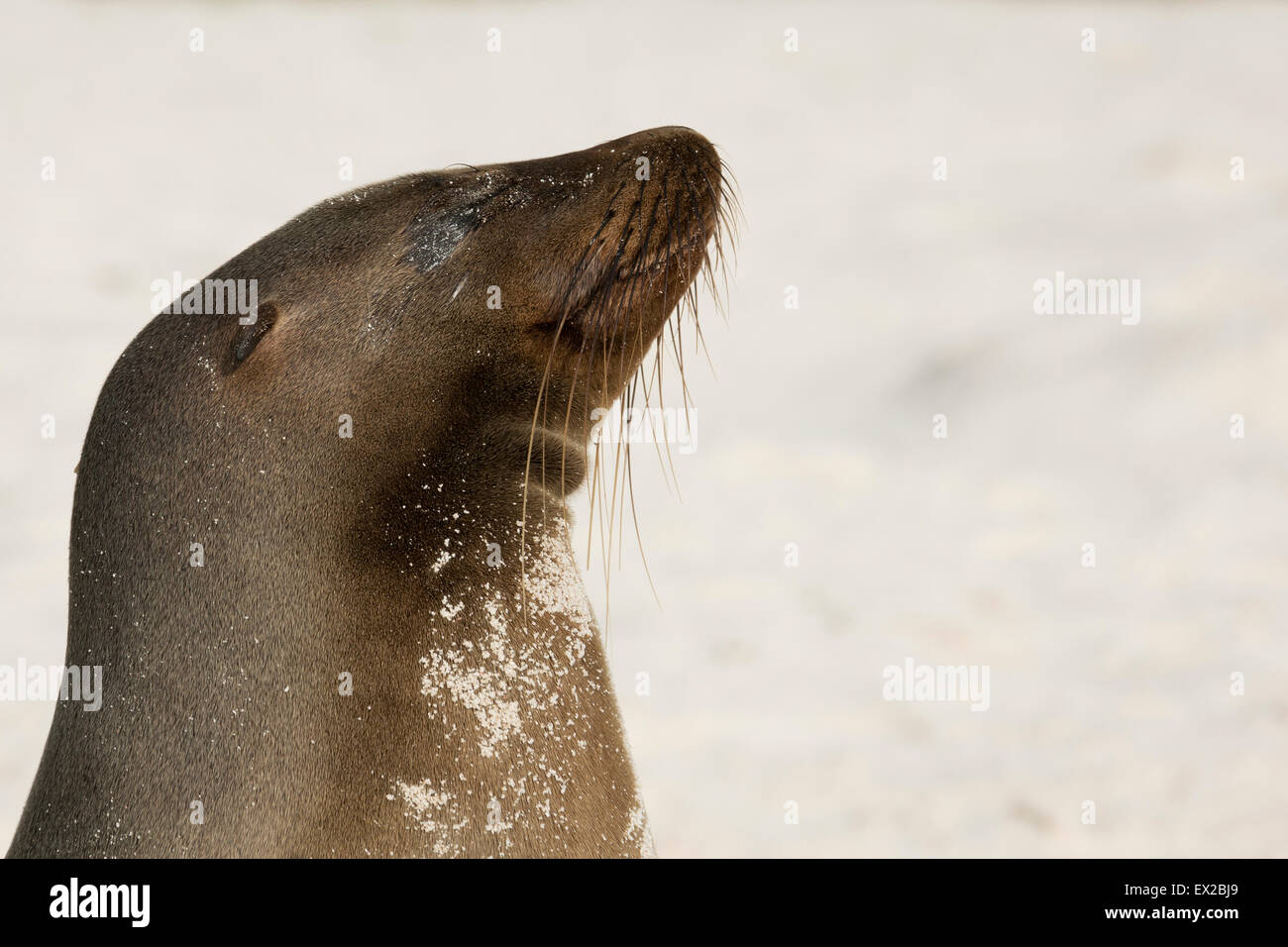 Sea lion enjoying the sun on the beach Stock Photo - Alamy