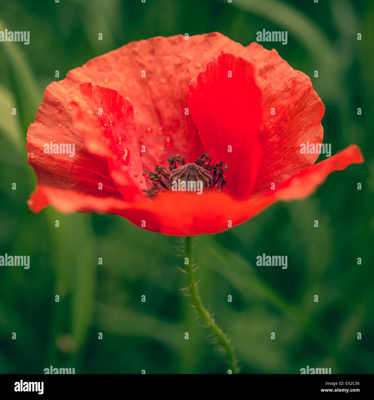 Square nature hi-res stock photography and images - Alamy