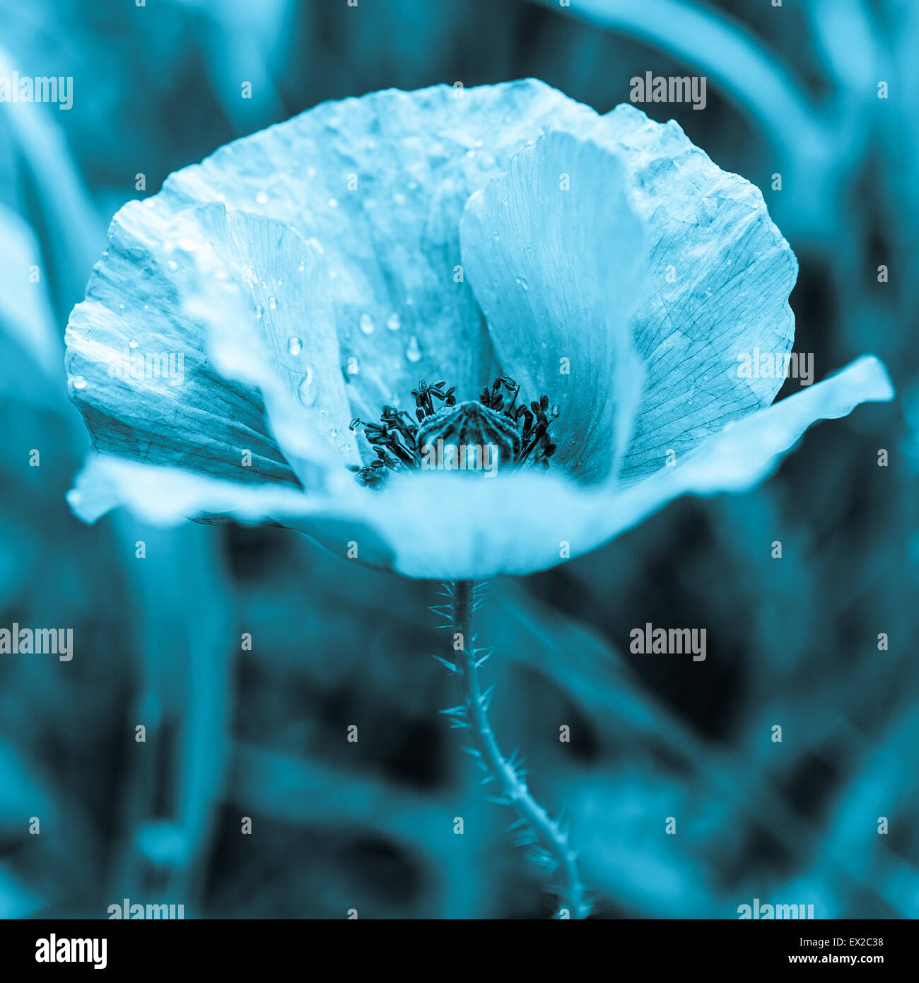 Cyanotype hi-res stock photography and images - Alamy