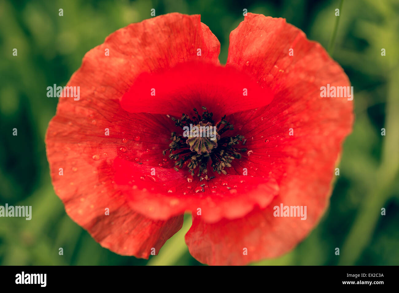 Poppy flower heart hi-res stock photography and images - Alamy
