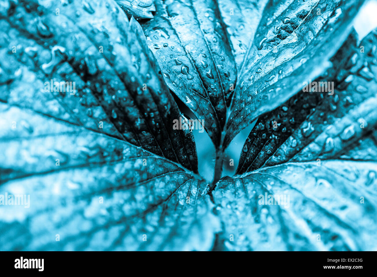 Cyanotype High Resolution Stock Photography and Images - Alamy