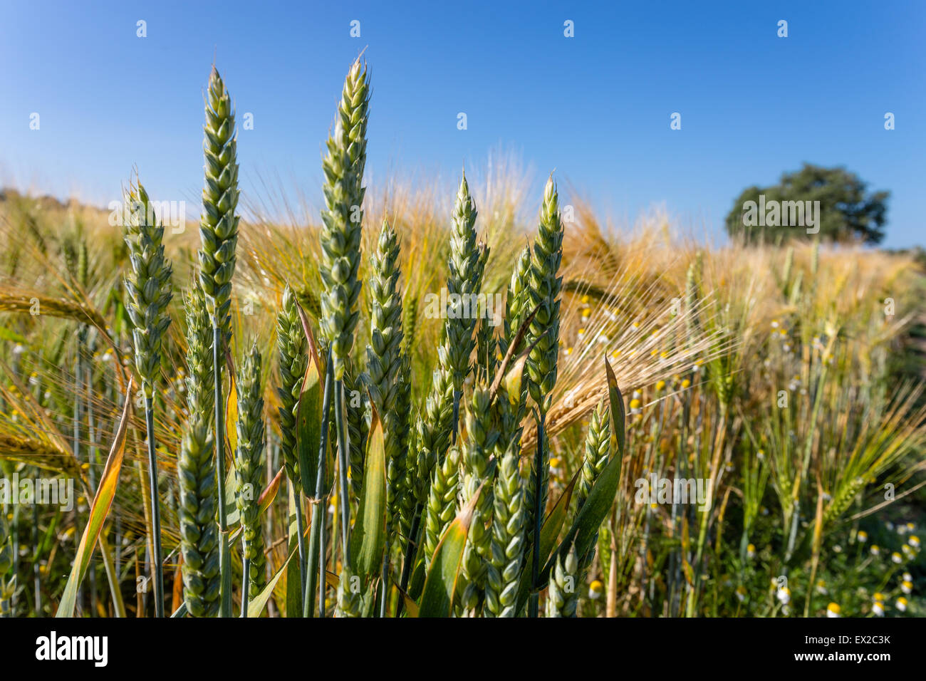 Young plant of wheat hi-res stock photography and images - Alamy