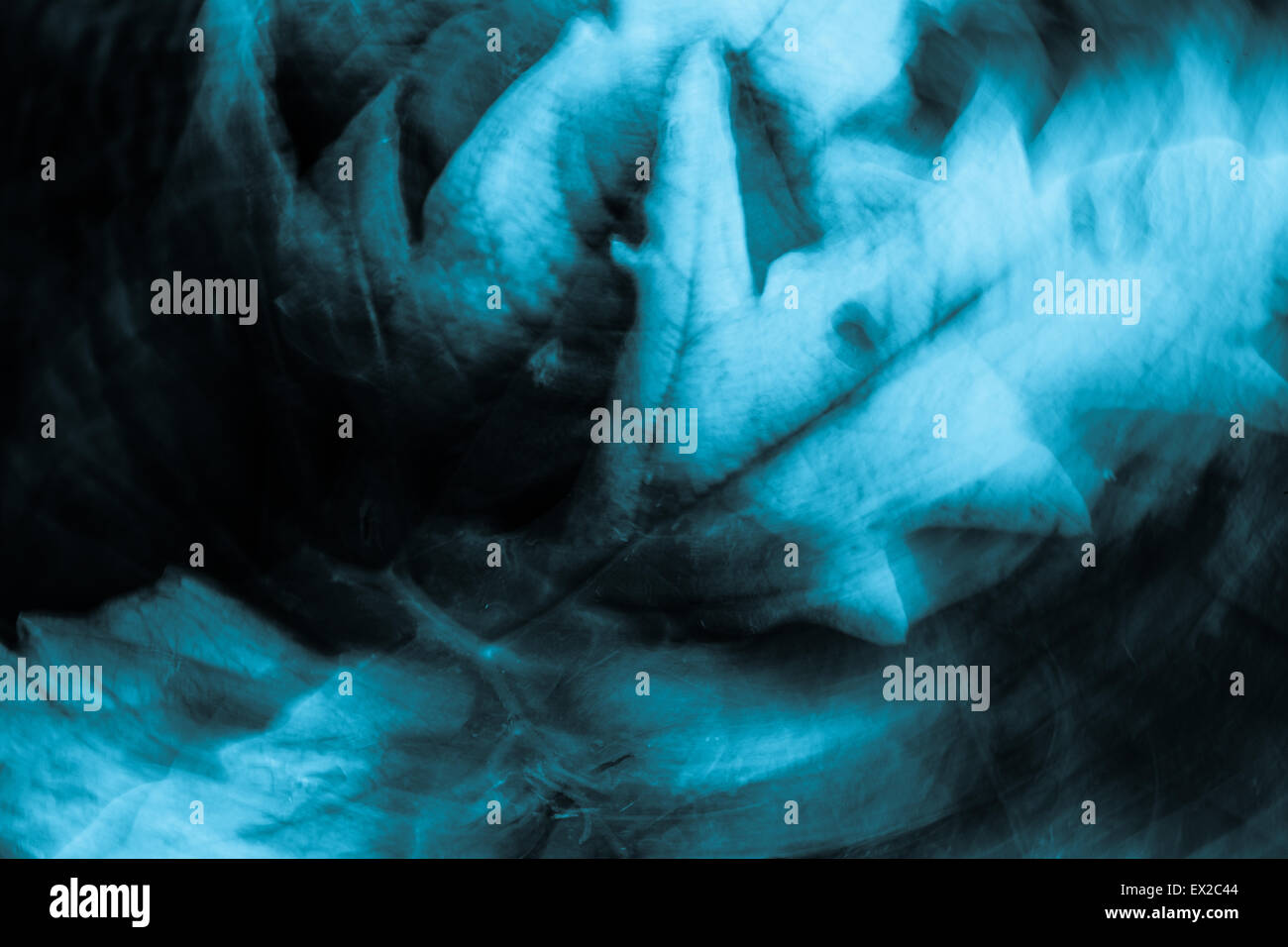 Blured leaves cyanotype Stock Photo - Alamy