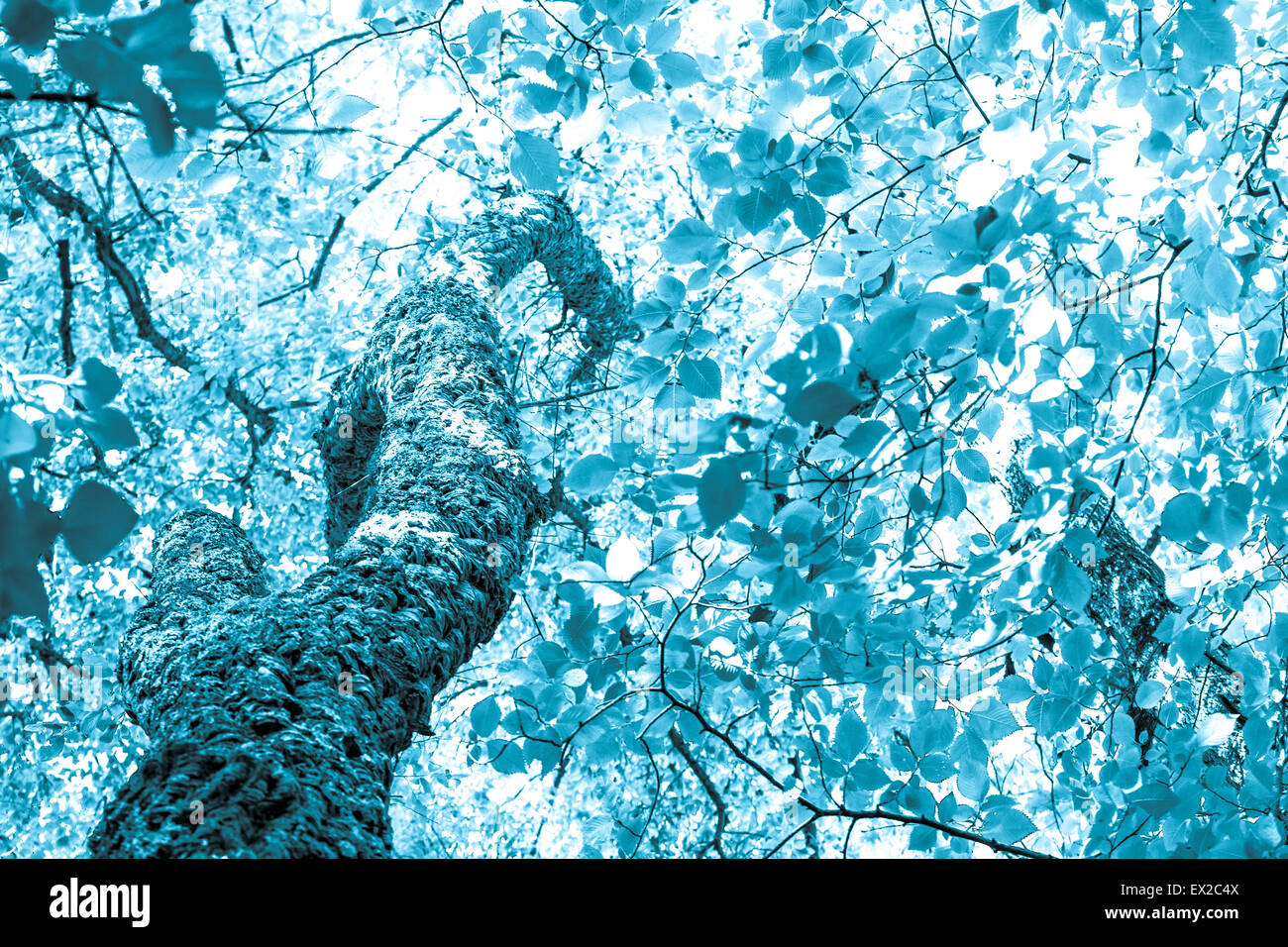 Tree and leaves cyanotype Stock Photo - Alamy