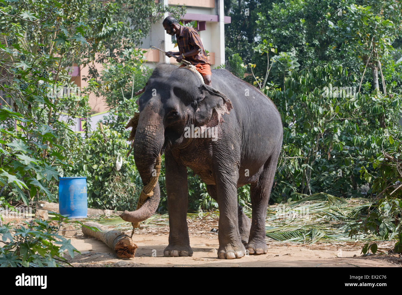 Elephant dragging log hi-res stock photography and images - Alamy