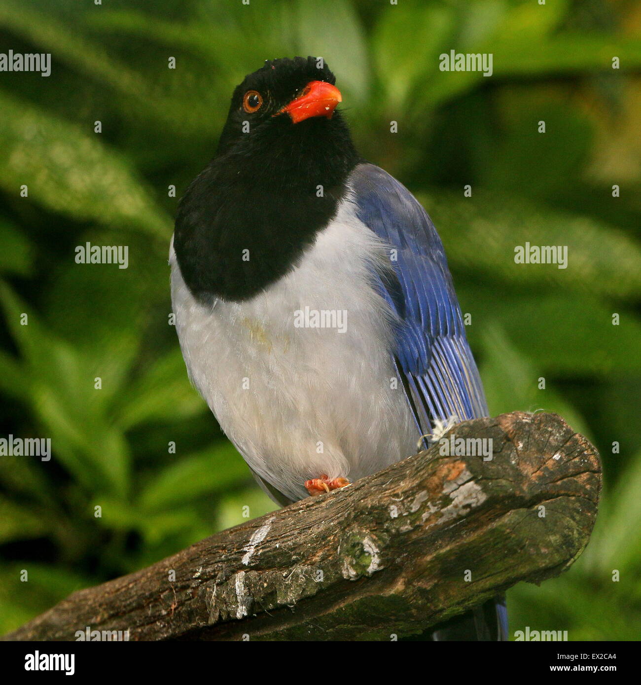 East Asian Red-billed blue magpie (Urocissa erythrorhyncha), closeup of ...