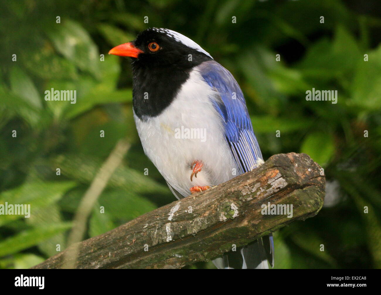 East Asian Red-billed blue magpie (Urocissa erythrorhyncha), closeup of ...