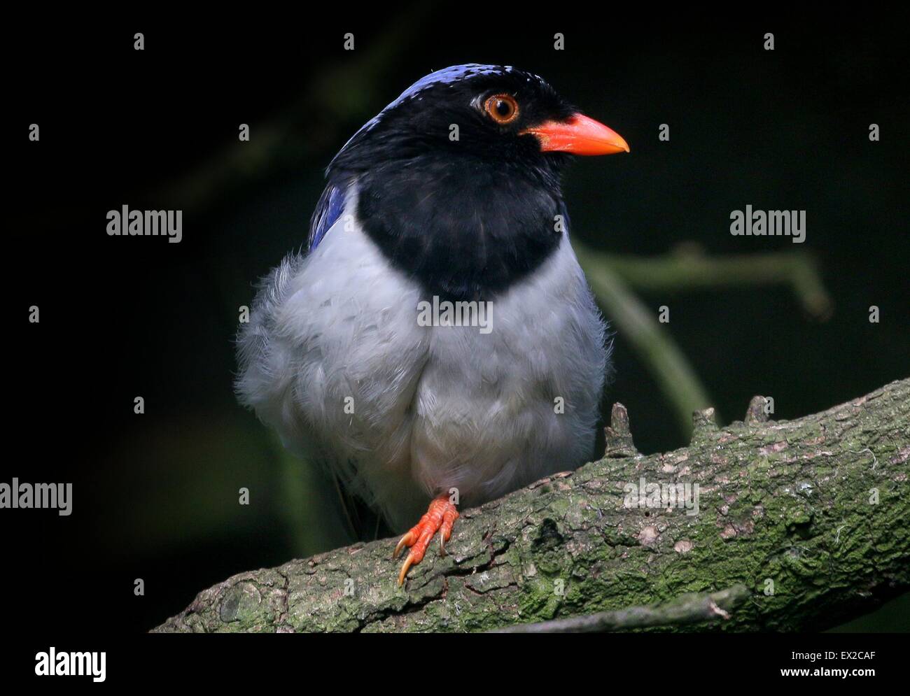 East Asian Red-billed blue magpie (Urocissa erythrorhyncha), closeup of ...