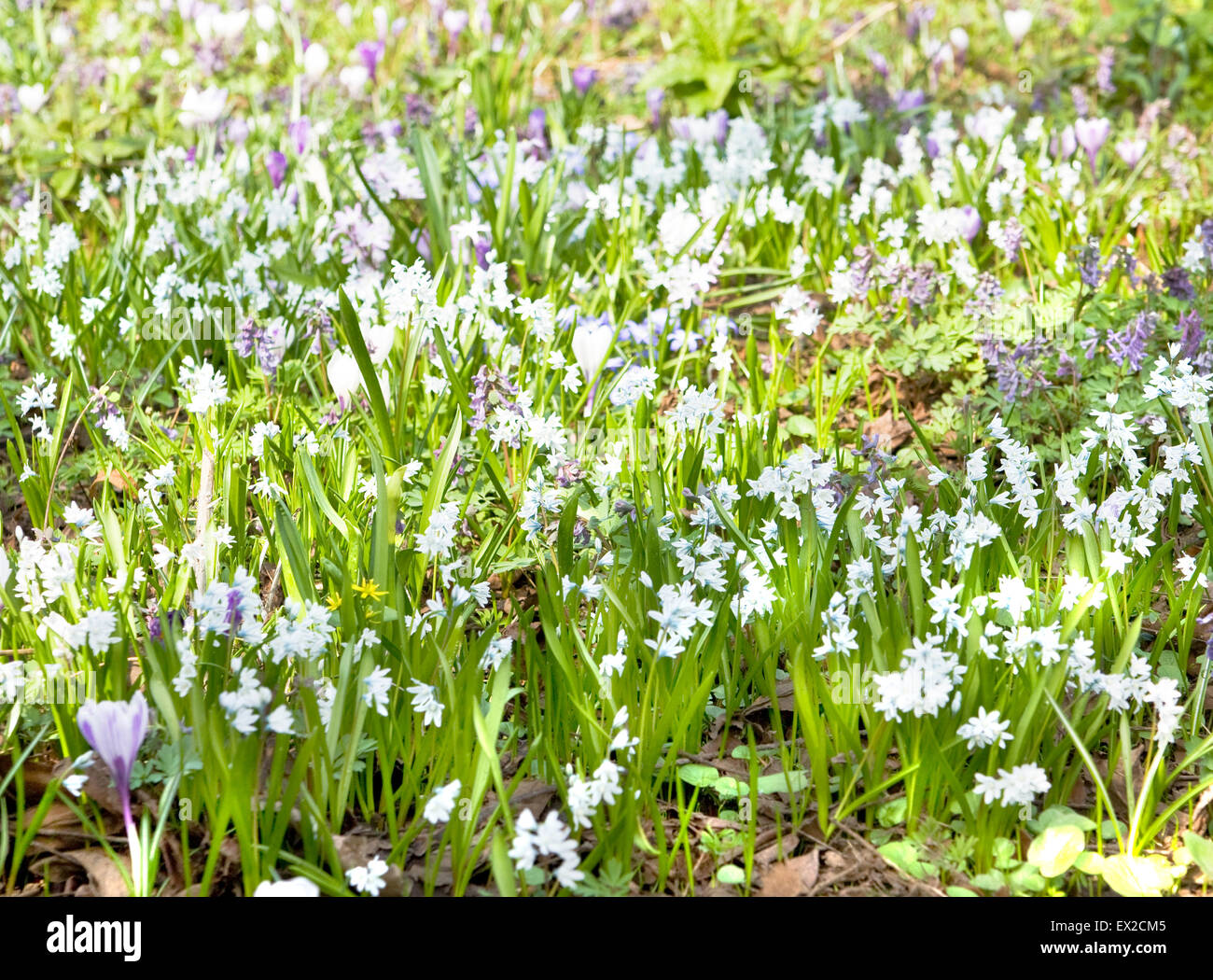 Many wild white first spring flowers Puschkinia scilloides on ground ...