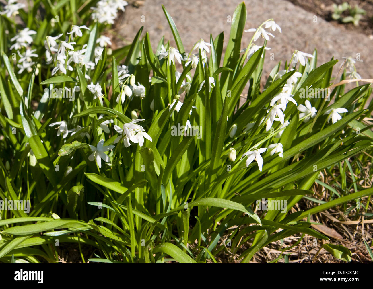 White scilla siberica hi-res stock photography and images - Alamy