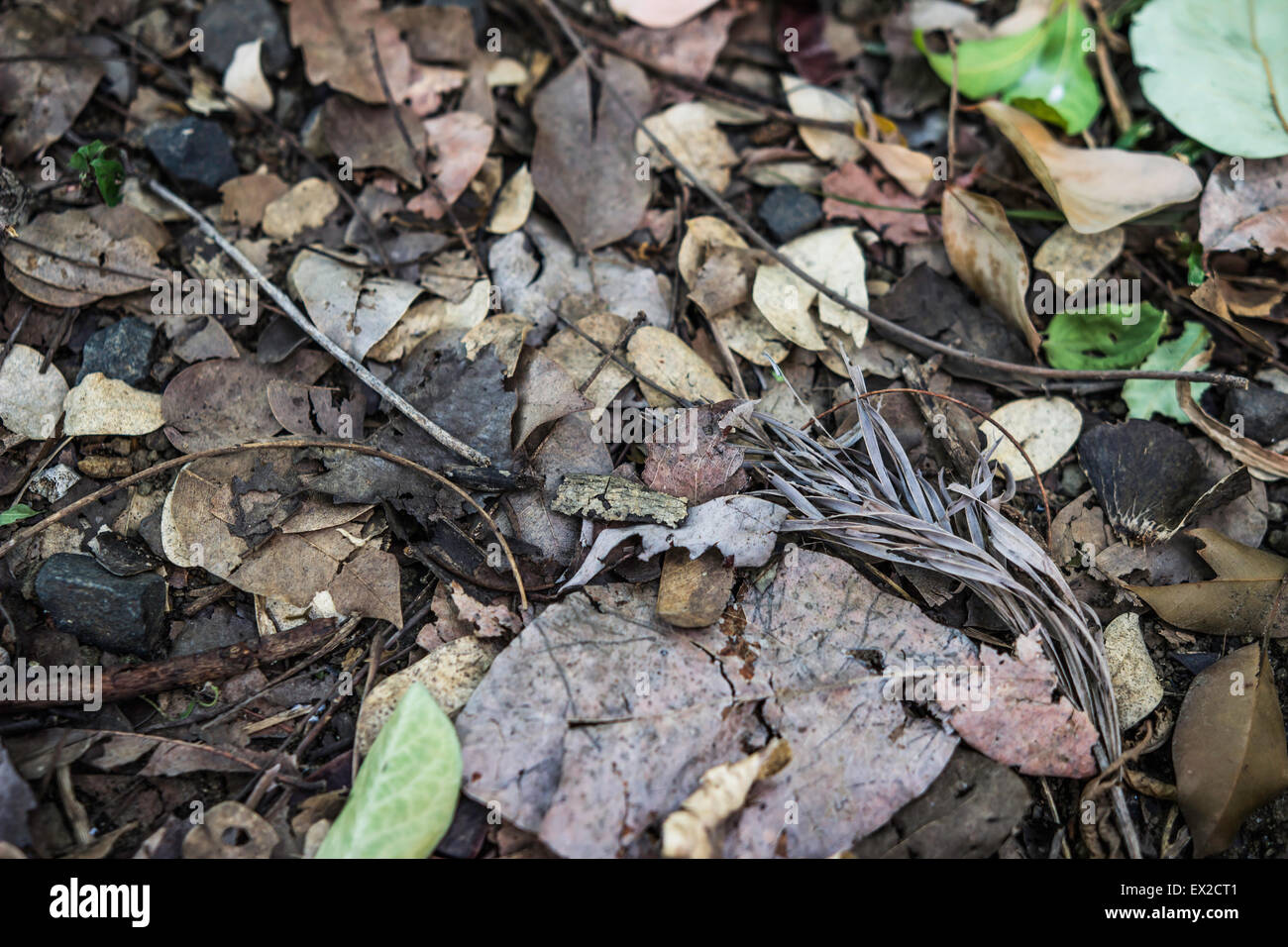 dry leaf litter Stock Photo - Alamy