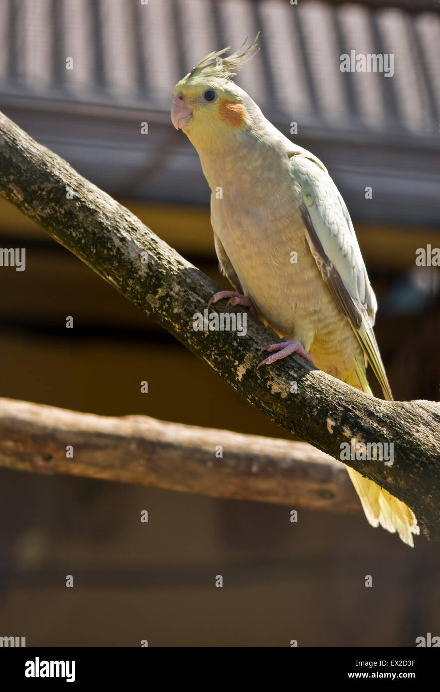 Cockatoo (crested) parrot (Nymphicus Hollandicus), lives in Australia ...