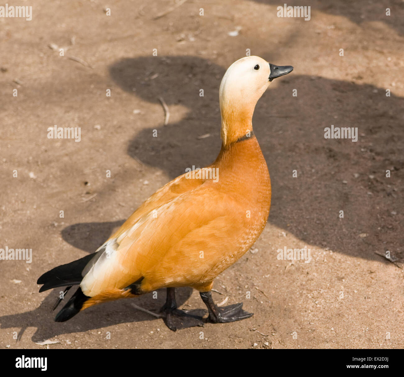 Duck race Red duck, latin name Tadorna ferruginea Stock Photo - Alamy