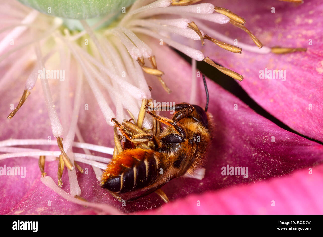 Bee pollinating a poppy flower Stock Photo - Alamy