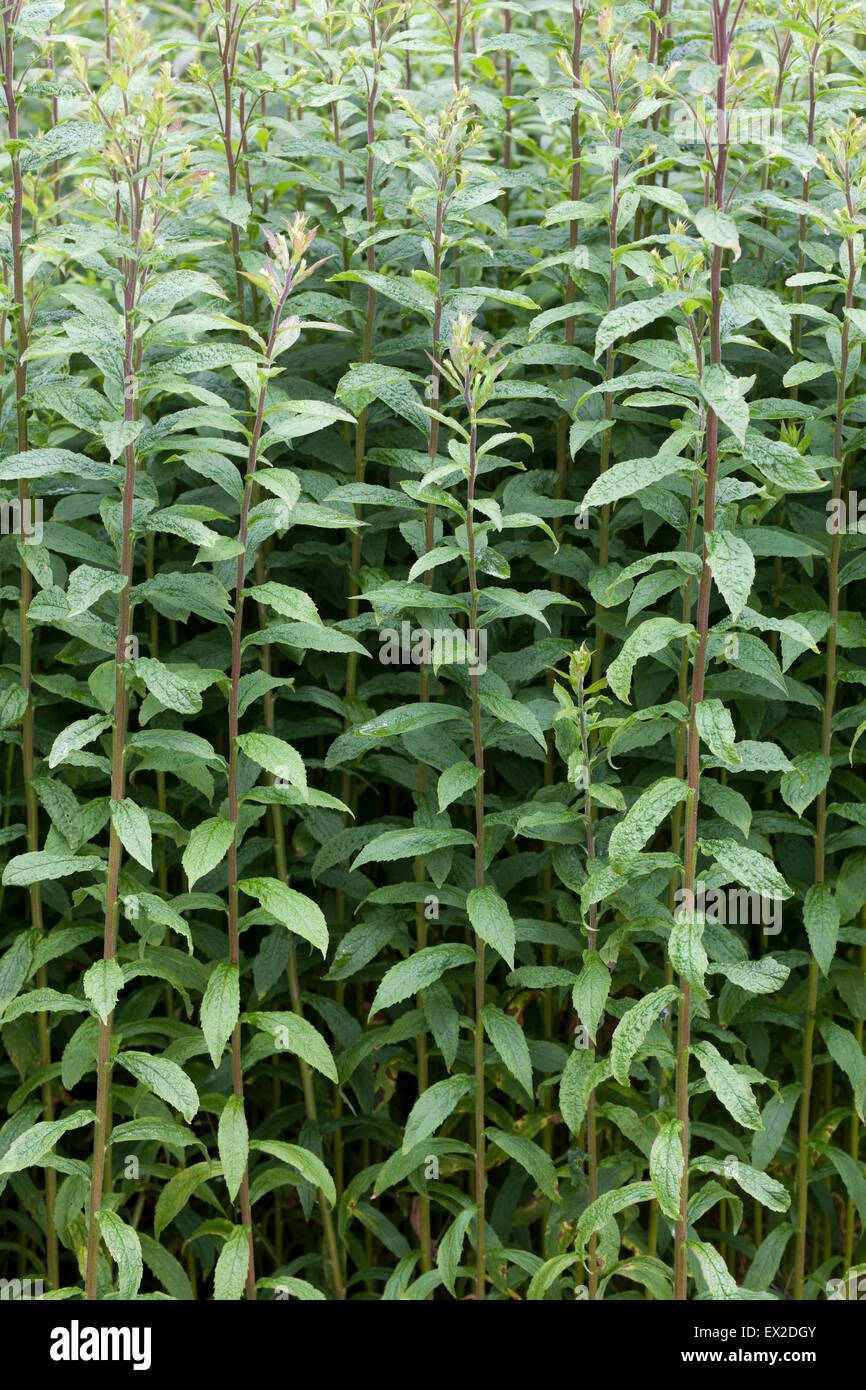 Solidago Rugosa High Resolution Stock Photography and Images - Alamy