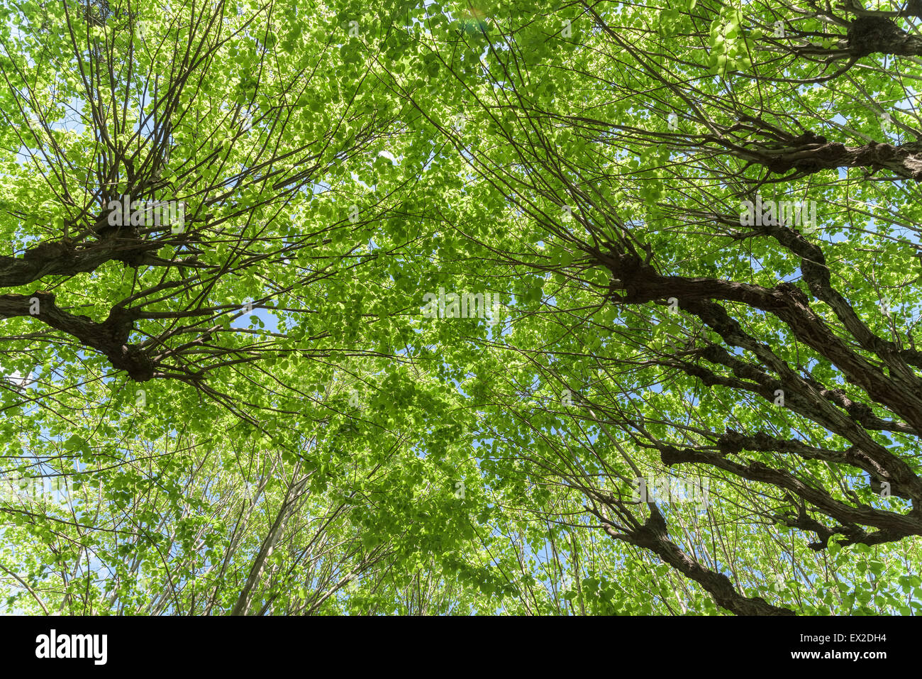 Green spring forest sky tree hi-res stock photography and images - Alamy