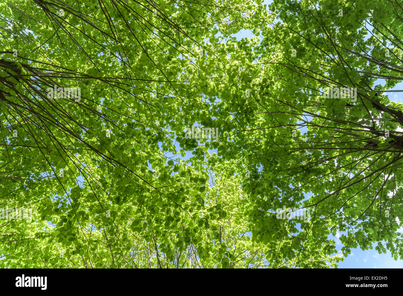 Deep green trees hi-res stock photography and images - Alamy