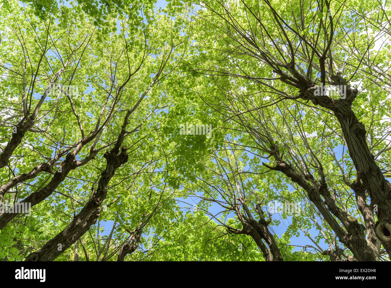 Sky looking up trees hi-res stock photography and images - Alamy