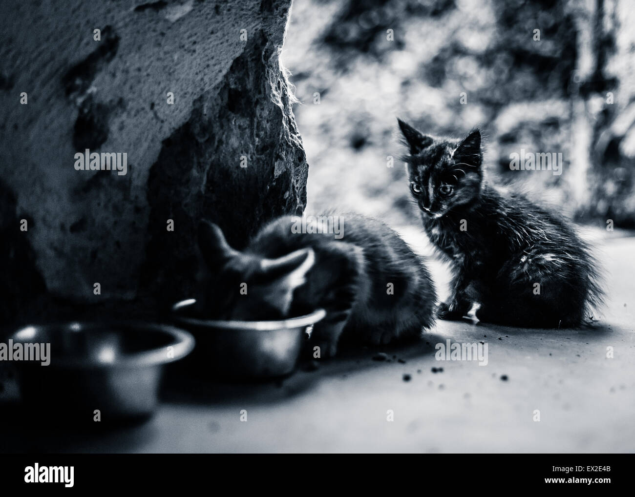 Kitten in black and white waiting Stock Photo - Alamy