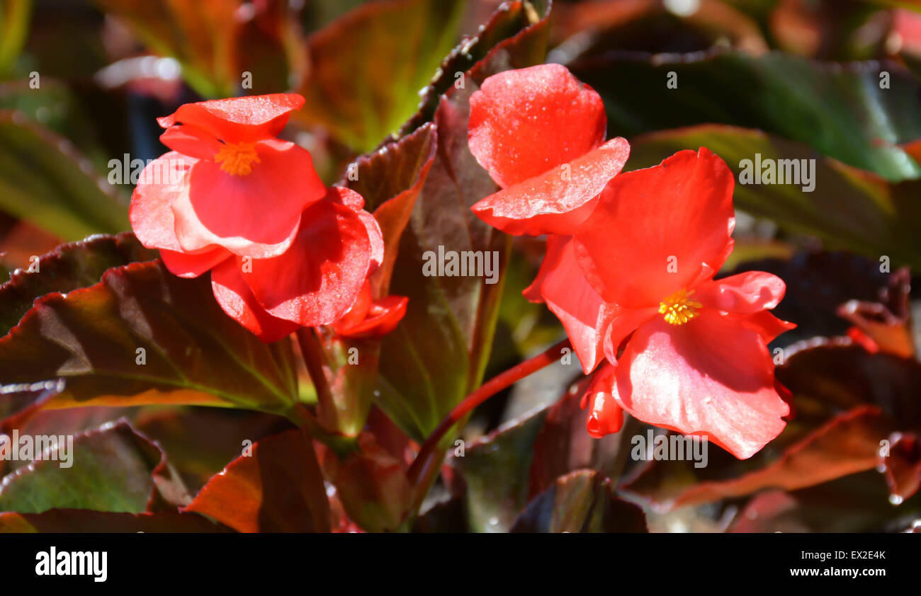 Red begonias hi-res stock photography and images - Alamy