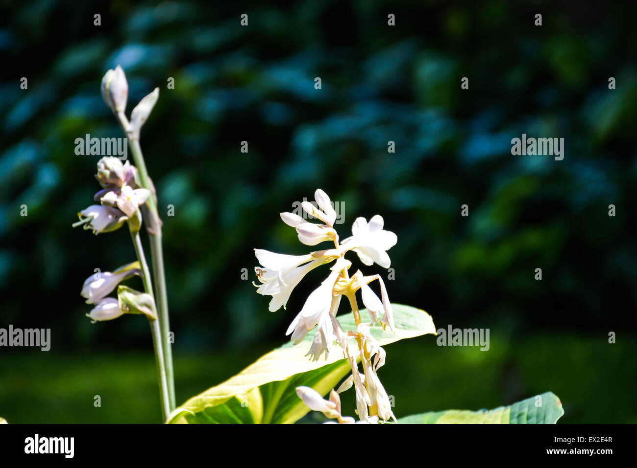 White flowers opening in sunlight Stock Photo - Alamy