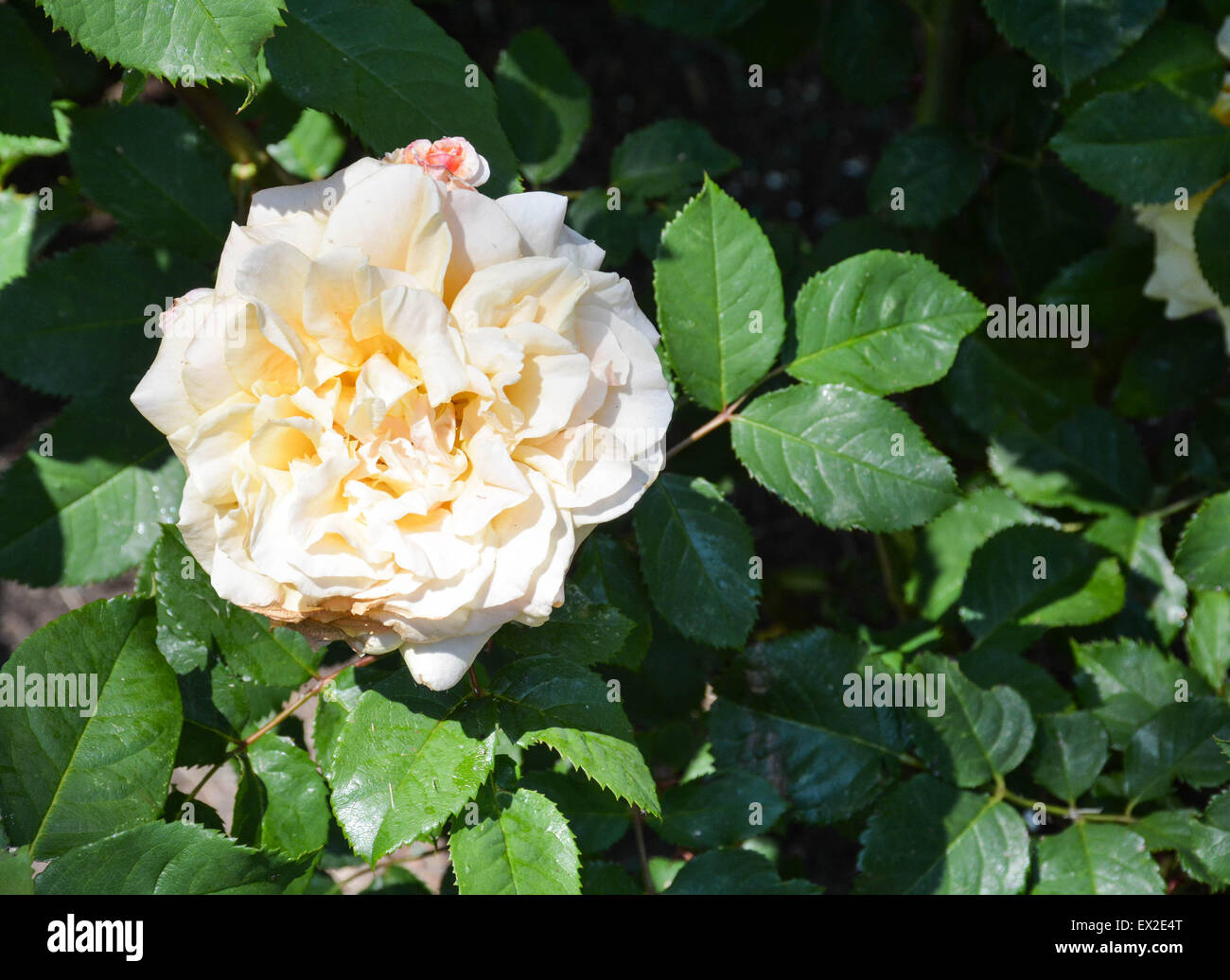 White rose opens in sunlight Stock Photo - Alamy