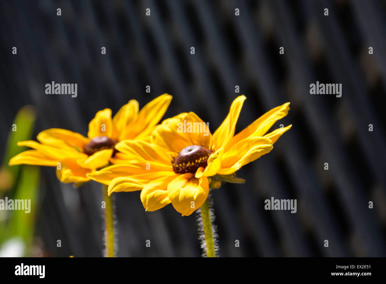 Two sunflowers hi-res stock photography and images - Alamy