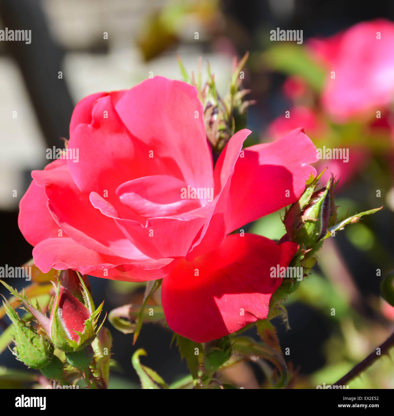 Red rose opens to sunlight Stock Photo - Alamy