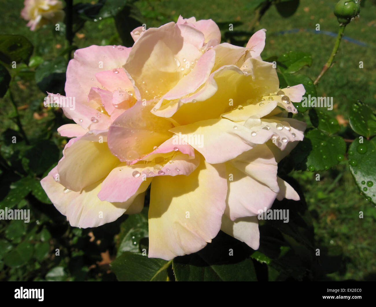 Rose sort Gloria Day (Please rose) with drops of water Stock Photo - Alamy