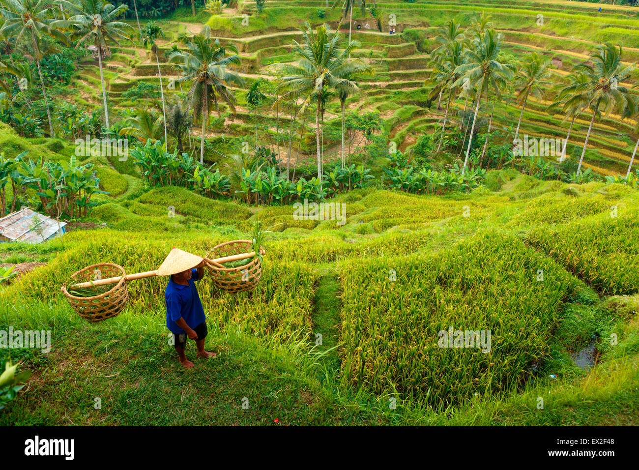 Rice straw farmer hi-res stock photography and images - Alamy
