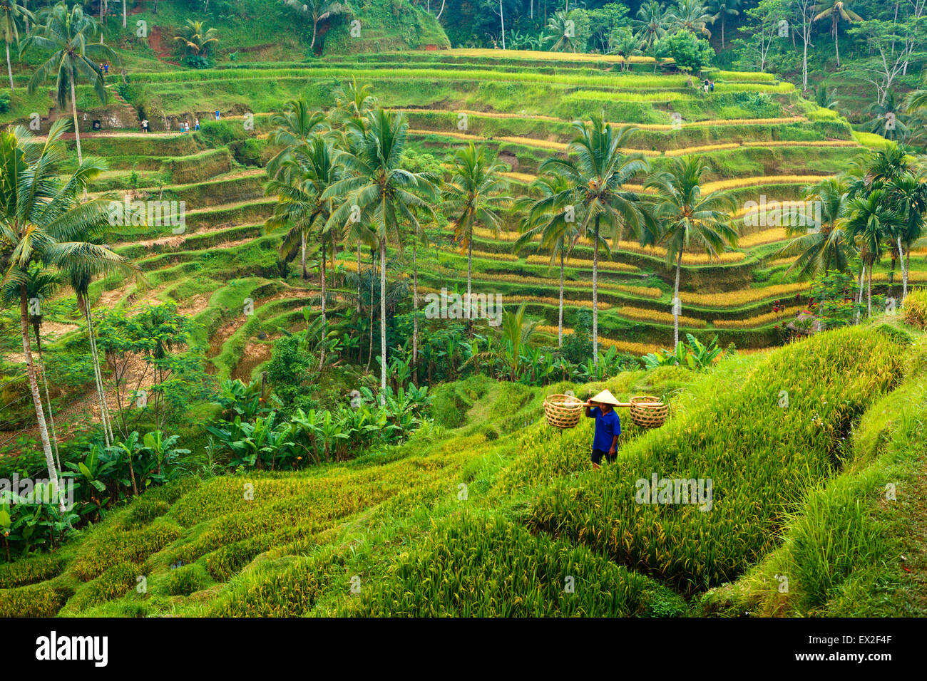 How does rice grow hi-res stock photography and images - Alamy