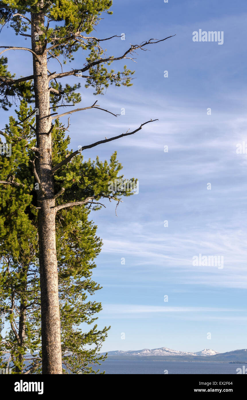 vegetation on the Yellowstone Lake in Yellowstone National Park Stock ...