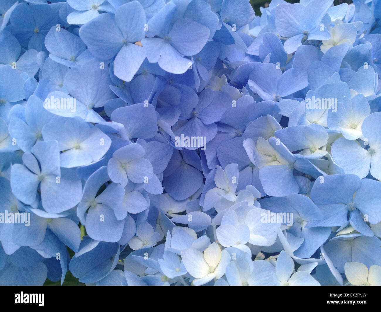 Hydrangea blue ball hortensia hi-res stock photography and images - Alamy