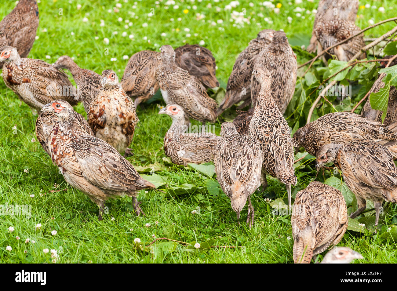 6 week old pheasant chicks at a game bird farm Stock Photo - Alamy