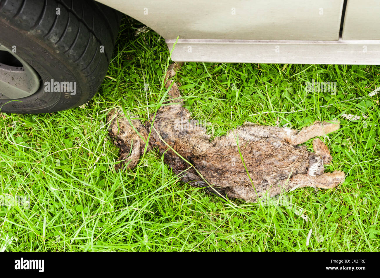 A wild rabbit is squashed flat by the wheel of a car Stock Photo - Alamy